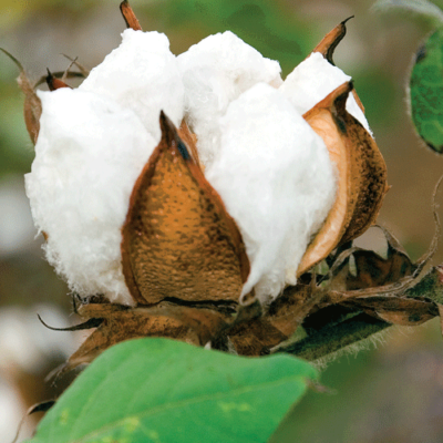 Peanuts | Organic: CBOT & ICE – 2026 TX | Fowler Agency | Ag Risk ...