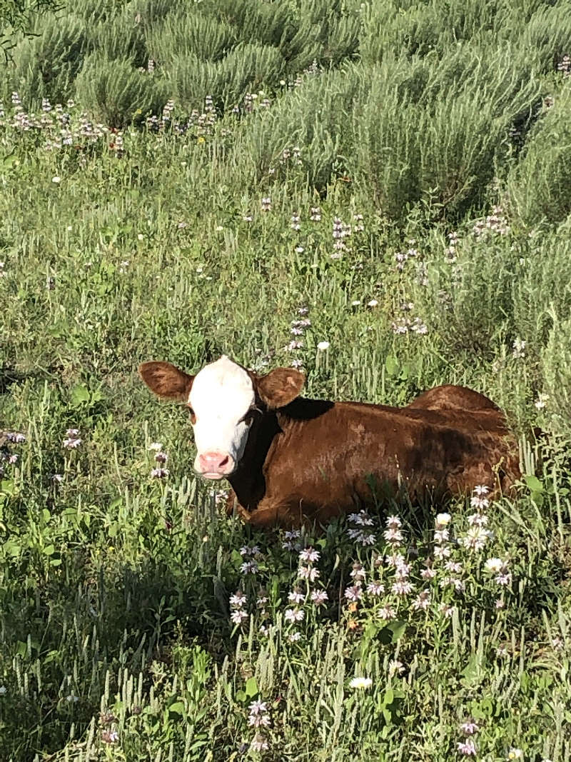 Crop Insurance | Livestock Risk Protection | Fowler Agency | Ag Risk ...