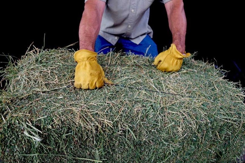 Pasture, Rangeland & Forage | Fowler Agency | Ag Risk Management | Crop ...