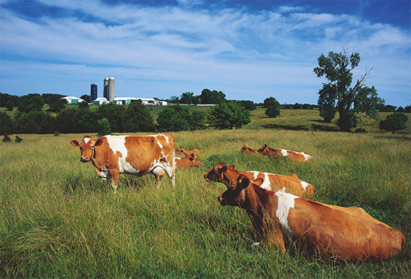 Dairy Revenue Protection | Fowler Agency | Ag Risk Management | Crop ...